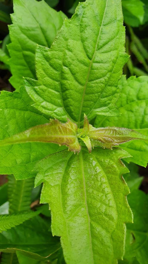 Rough Skin of Green Plant Leaves Stock Photo - Image of vegetable ...