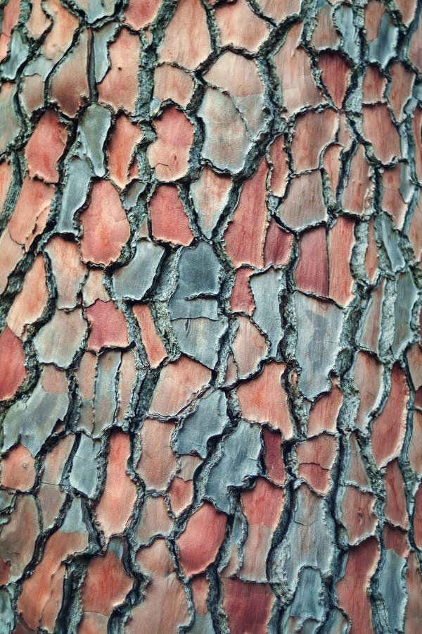 Dry and Rough Skin on Foot, Cracked Heel Isolated on White Background ...