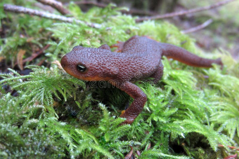 Rough-skinned Newt Up Close Stock Image - Image of salamander, wildlife ...