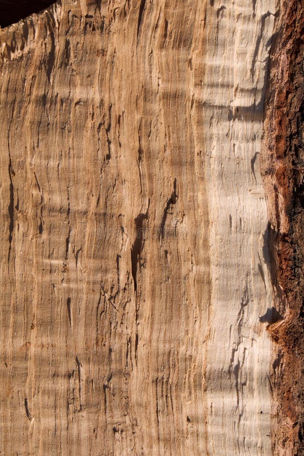 Rough Split Oak Vertical stock photo. Image of material - 96486500