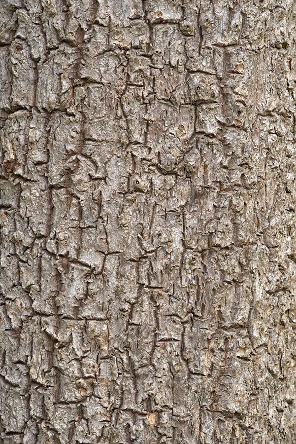 1,396 Cabbage Palm Photos - Free & Royalty-Free Stock Photos from ...