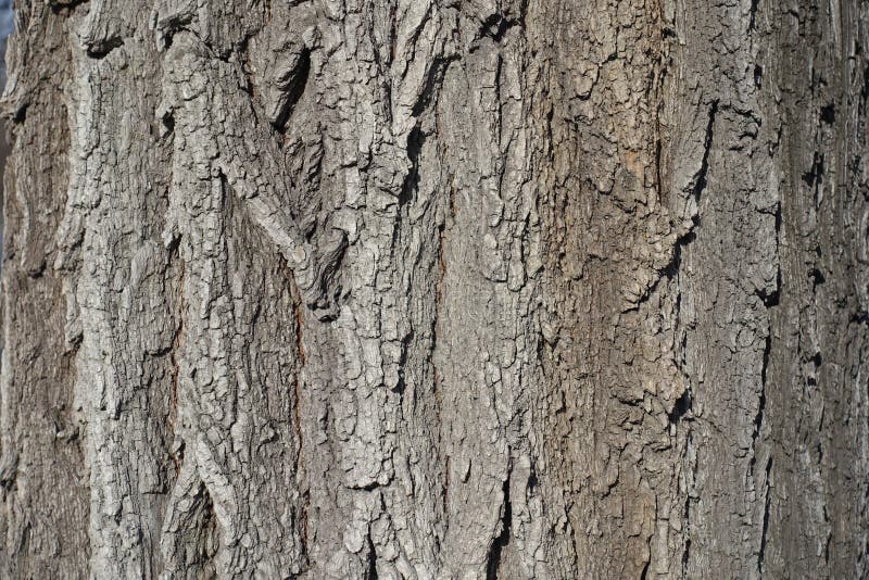 Rough Surface of Bark of Black Locust Tree Stock Image - Image of ...