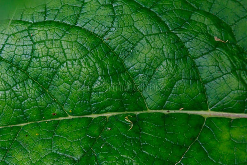 Rough Surface of a Leaf of a Plant or Tree Close-up. Textured ...