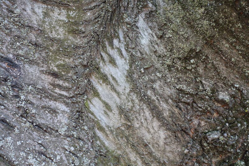 Rough Surface of Purplish Brown Bark of Cherry Tree Stock Image - Image ...