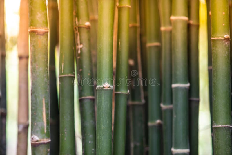 Rough Surface Texture of Bamboo. Stock Photo - Image of feng, grass ...