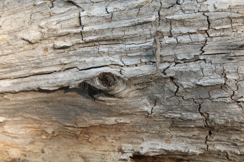Detail and Texture of a Log in Kingman Arizona Stock Photo - Image of ...