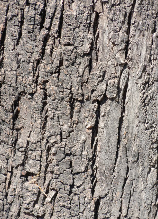 Rough Texture Background of a Tree Trunk, Trunk Concept Stock Photo ...