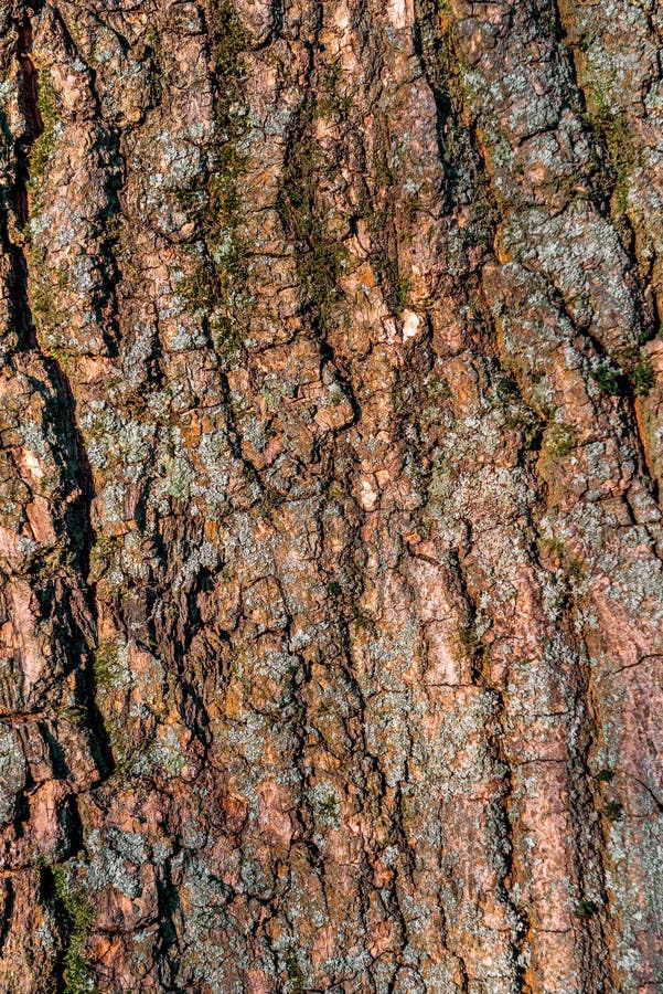 The Texture of the Tree Trunk Stock Photo - Image of nature, timber ...
