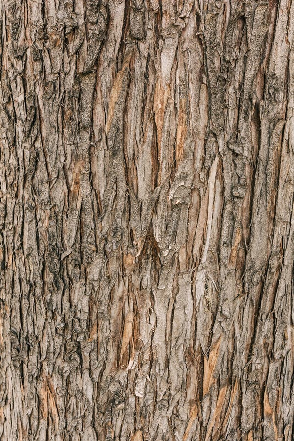 Rough Texture of the Bark of a Tree Trunk Stock Image - Image of brown ...