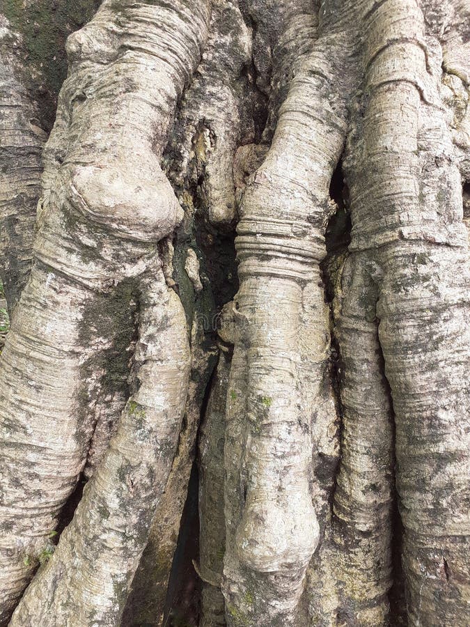Rough Texture of a Big Banyan Tree Trunk Stock Image - Image of ...