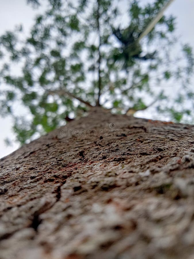 The Rough Texture of the Big Tree Stock Image - Image of tree, rough ...