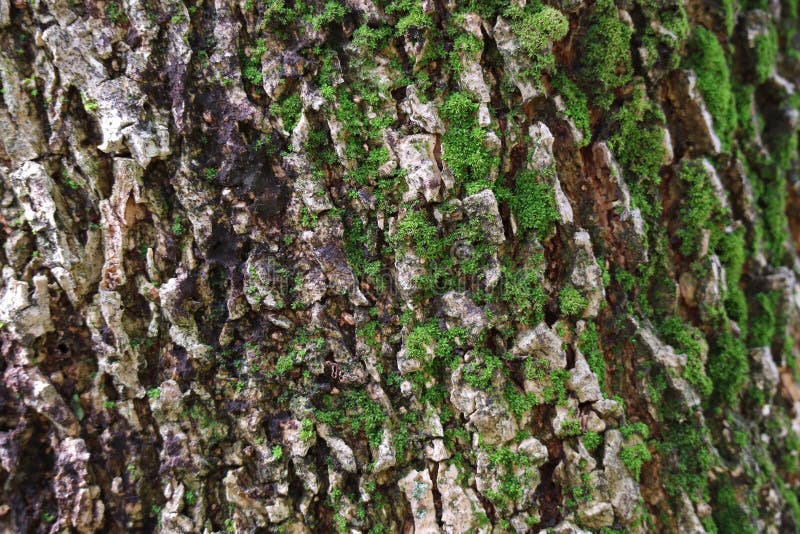 Rough Texture of Big Tropical Tree Trunk with Green Moss Stock Photo ...
