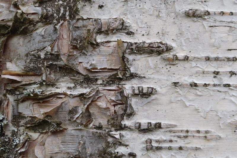 Rough Texture of Birch Tree Bark, Macro Stock Image - Image of pattern ...