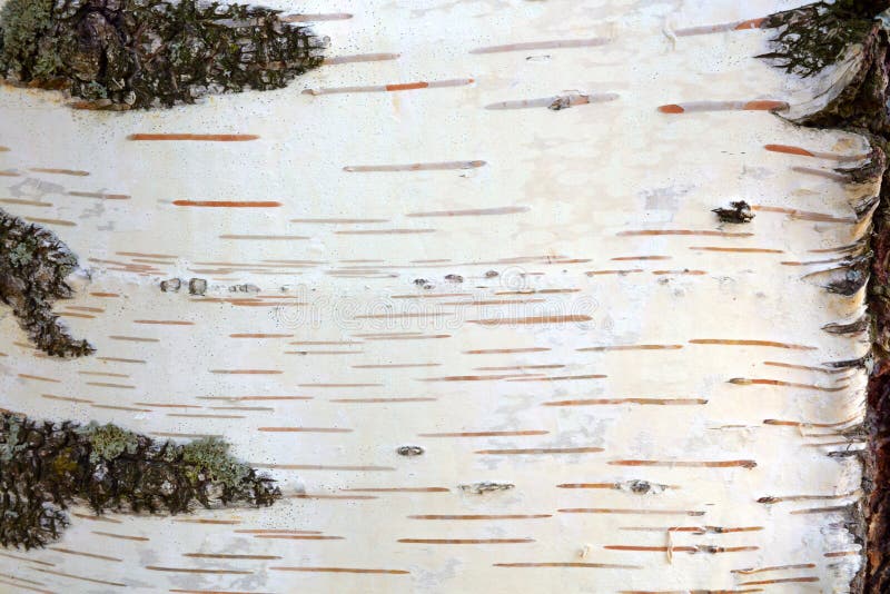 Rough Texture of Birch Tree, Nackground of Birch Bark Stock Photo ...