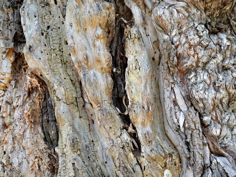 Rough Texture of Gnarly Willow Tree Stock Photo - Image of grooves ...