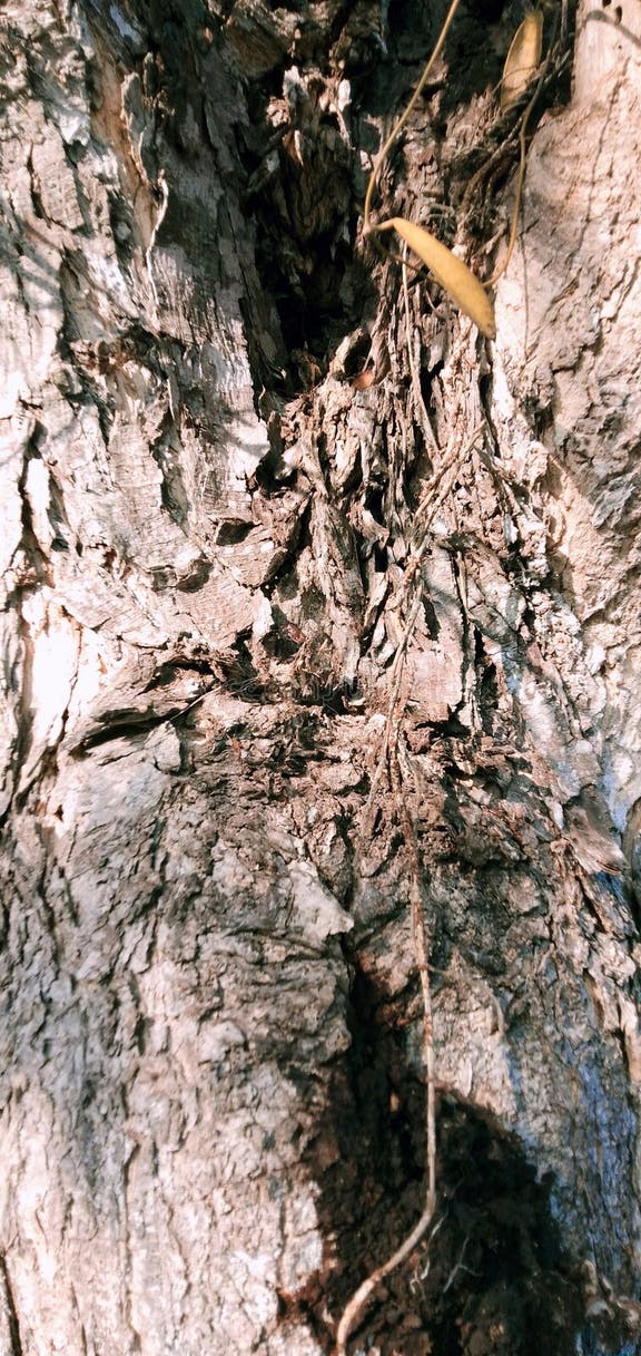 Rough Texture of Mahogany Tree Bark Stock Photo - Image of wood ...