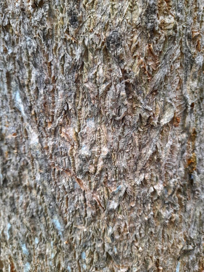 Aged Moringa Tree Bark Stock Photos - Free & Royalty-Free Stock Photos ...