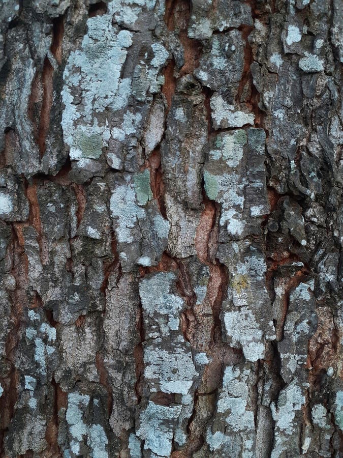 Rough Texture of Old Bark in Indonesian Forest Stock Photo - Image of ...
