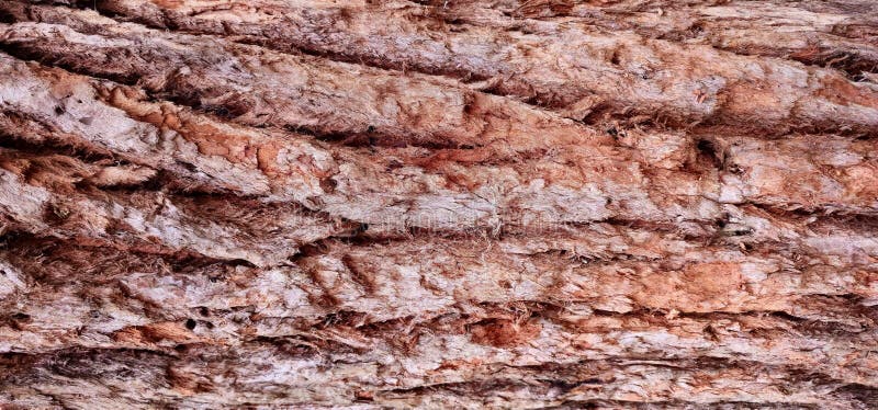 Rough Texture of Old Tree with Bark Stock Image - Image of brown, wood ...
