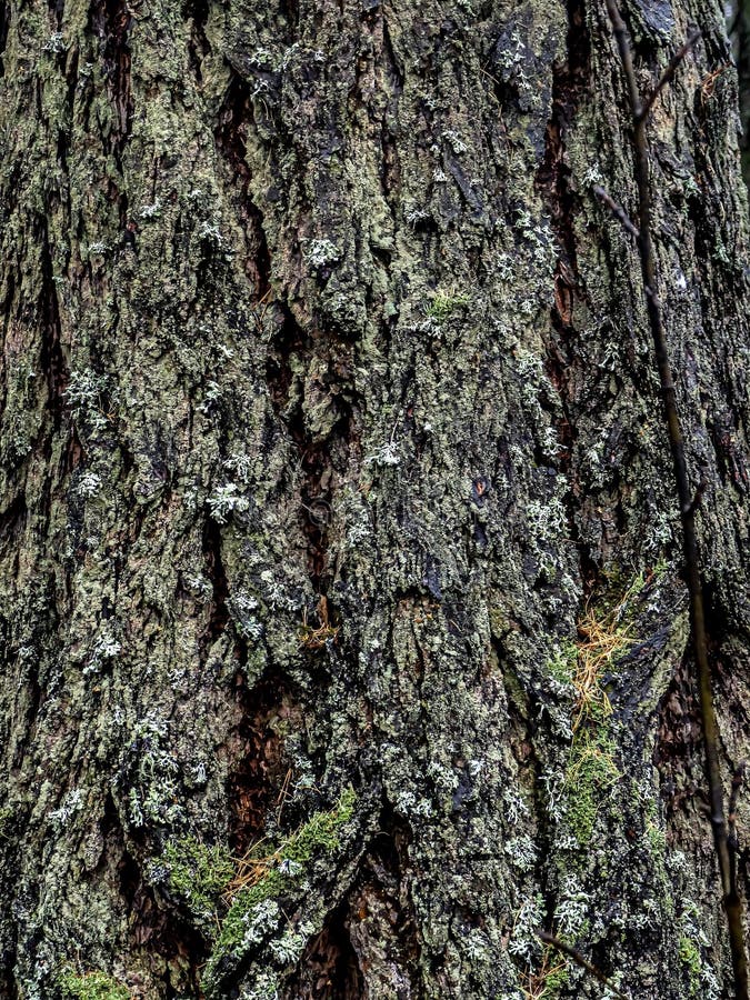 Texture of the Dark Surface of an Old Pine Tree in the Forest Stock ...