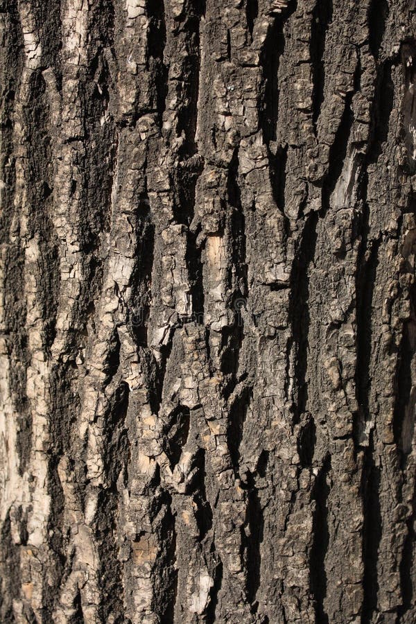 Rough texture of tree stock photo. Image of lumber, wood - 8723078