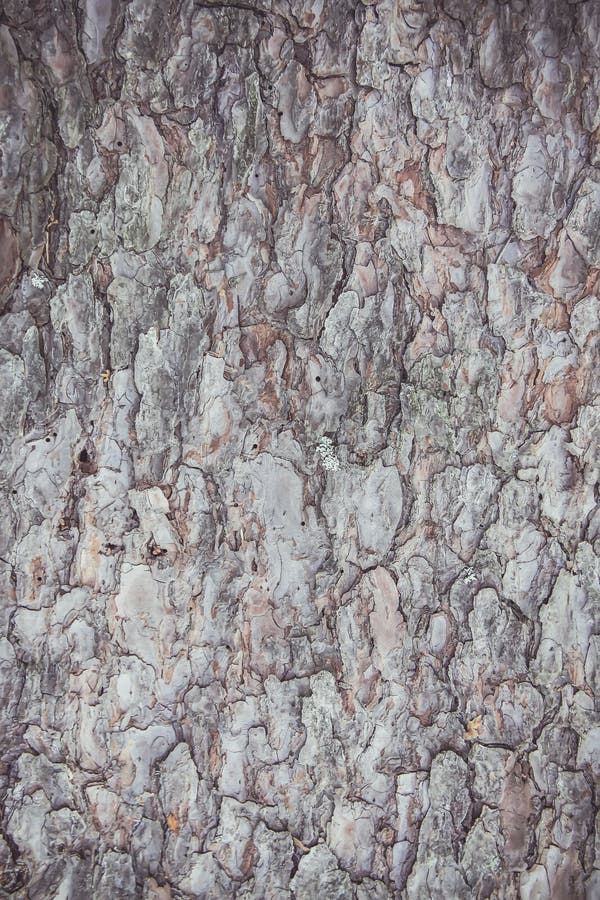Rough Texture of Tree Bark. Natural Background Stock Image - Image of ...