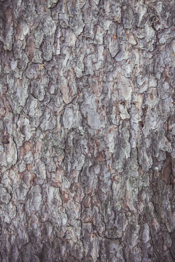 Rough Texture of Tree Bark. Natural Background Stock Image - Image of ...