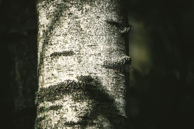 Rough Texture of a Tree Bark in a Summer Forest. Stock Image - Image of ...