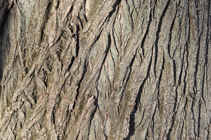 Rough Texture of Tree Bark in Sunlight with Copy Space Stock Photo ...
