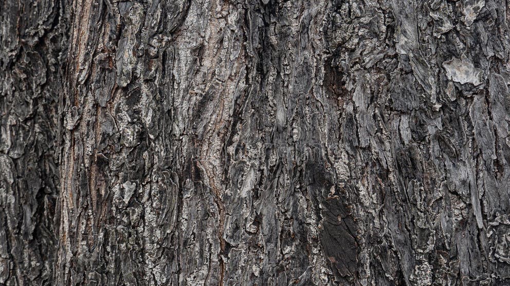 Rough Texture of the Tree is Dark Brown Mixed with Black. Stock Image ...