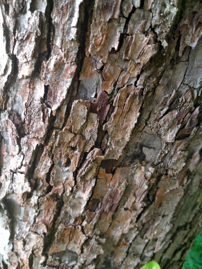 Rough Texture of Tree Trunk in the Forest Stock Image - Image of ...