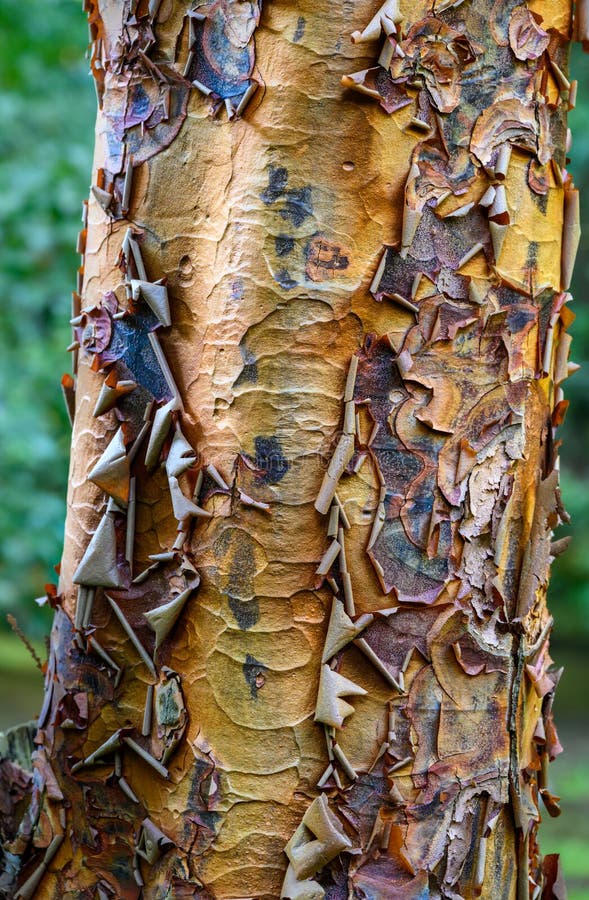 Rough Texture of the Tree Trunk on a Paperbark Maple, As a Nature ...