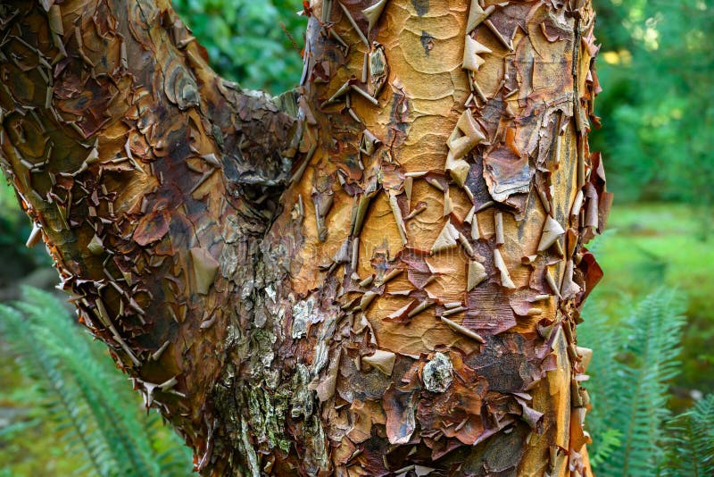 Rough Texture of the Tree Trunk on a Paperbark Maple, As a Nature ...