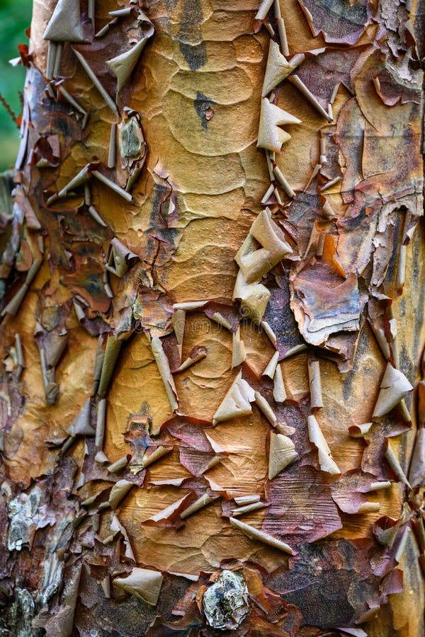Rough Texture of the Tree Trunk on a Paperbark Maple, As a Nature ...
