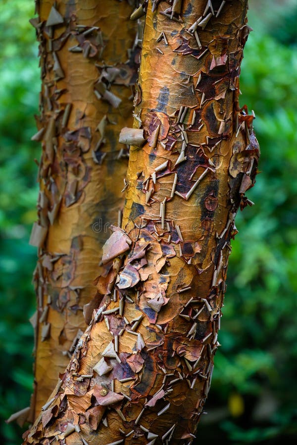 Rough Texture of the Tree Trunk on a Paperbark Maple, As a Nature ...
