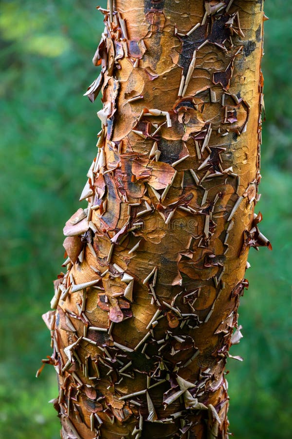 Rough Texture of the Tree Trunk on a Paperbark Maple, As a Nature ...