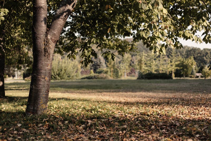 Rough Texture of a Tree Trunk in a Park on a Background of Green Grass ...