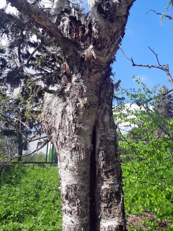 Rough Texture of Tree Trunk Stock Image - Image of aging, branch: 361047567