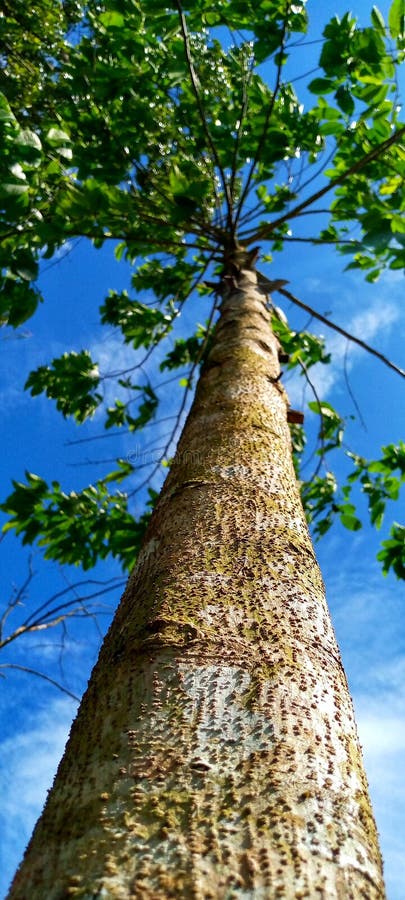 Rough Texture of Tree Trunks with Clear Sky Background Stock Photo ...