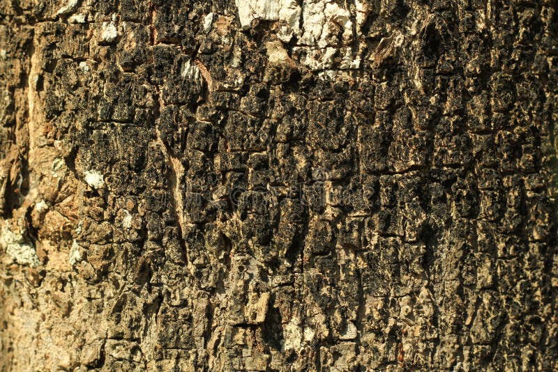 Rough Texture that is in Tropical Forest Trees Stock Image - Image of ...