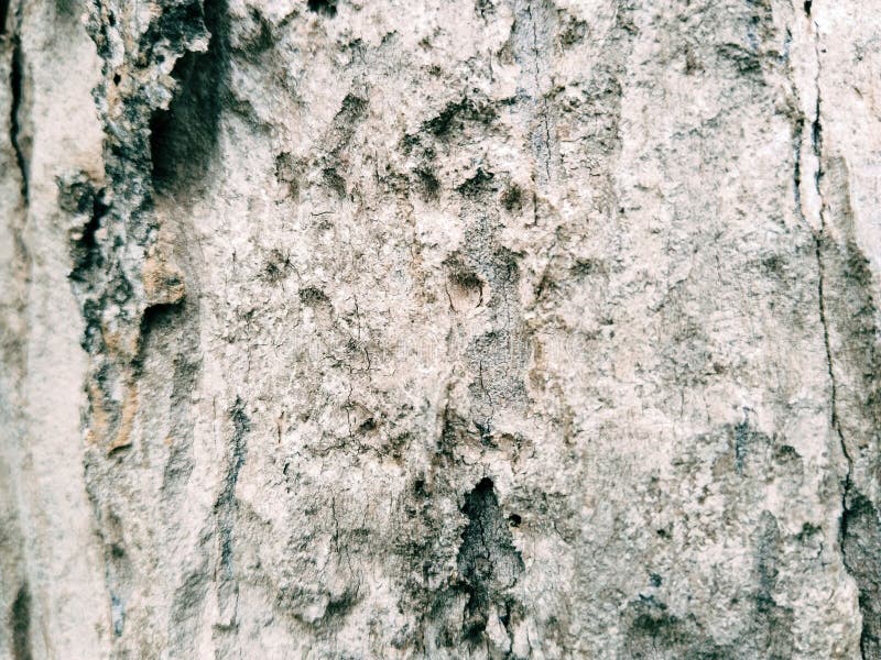 The Rough Texture of Wood Has a Very Beautiful Shape and is Good for a ...