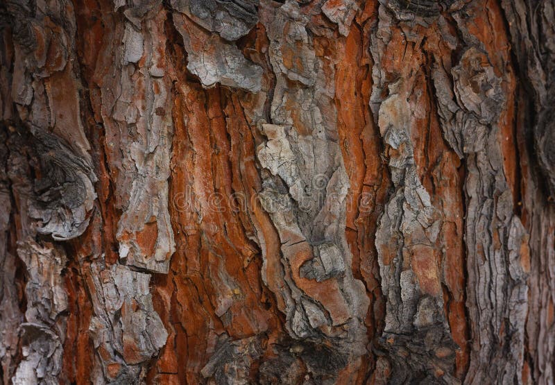 Rough Textured Bark of a Pine Tree Stock Photo - Image of element ...