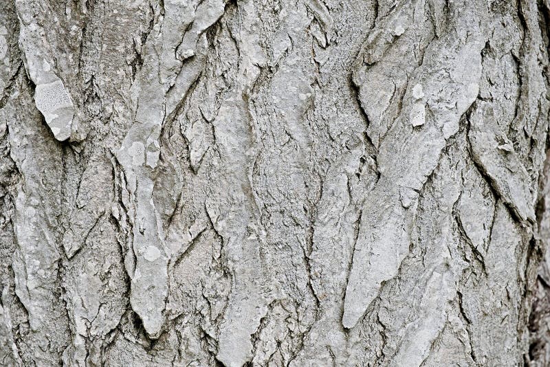 Rough Textured Bark of a Pine Tree Stock Image - Image of closeup ...