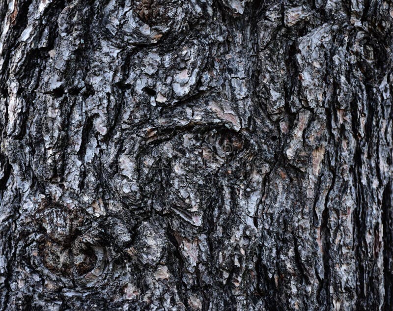 Rough Textured Bark of White Pine Tree Pinus Strobus Stock Photo ...