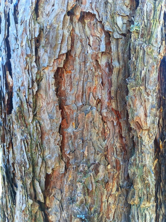 Pine Tree Bark. Wood Texture. Nature Relief. Background Nature. Stock ...