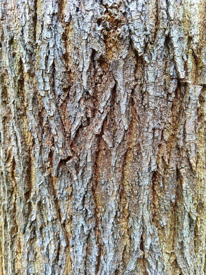 57,152 Oak Tree Bark Stock Photos - Free & Royalty-Free Stock Photos ...