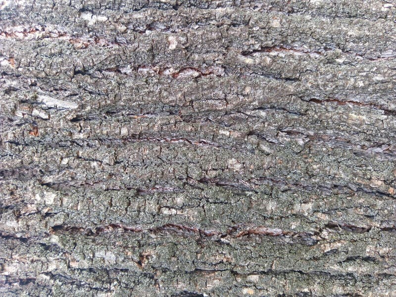 Tree Trunk Texture Close Up. Nature Relief. Background Nature. Abstract ...