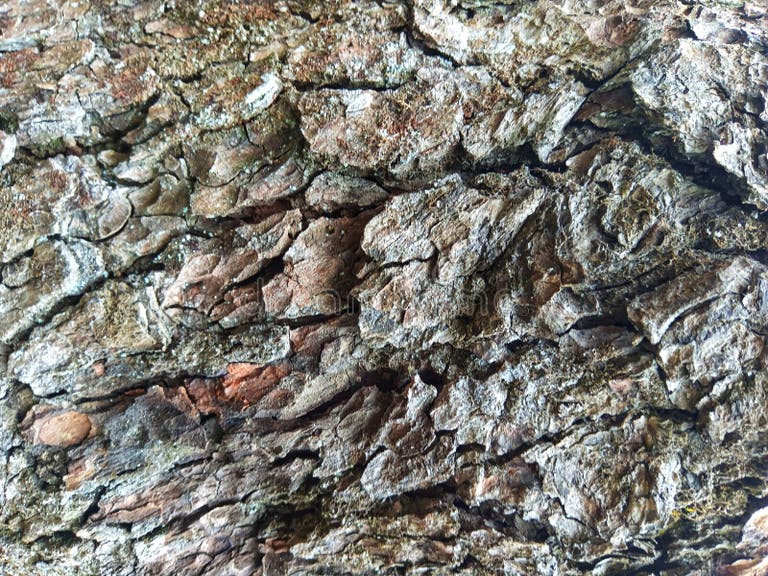 Nature Relief. Tree Bark Texture. Background Nature. Abstract Nature ...