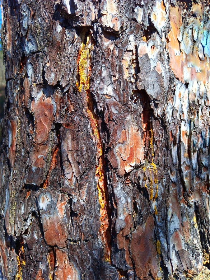 Tree Bark. Nature Texture. Background Nature. Nature Relief. Stock ...