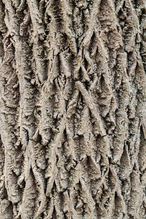 Rough Tree Bark Close-up Texture in Daylight Stock Photo - Image of ...
